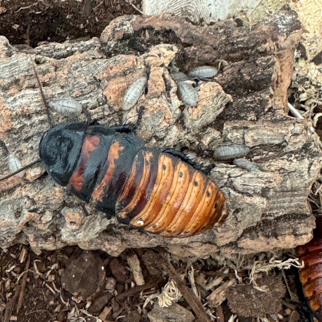 Isopods, roaches, feeders – Outlaw Arachnids